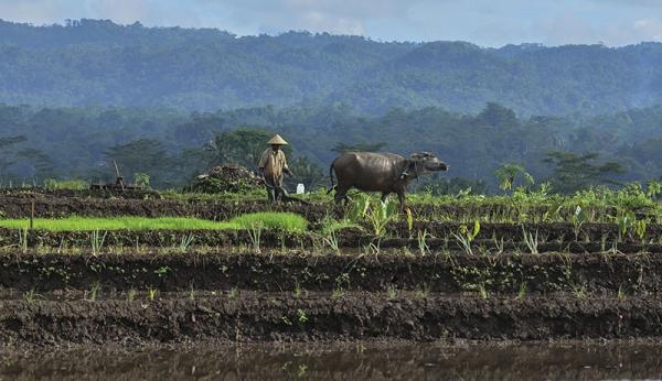 Mengapa Indonesia Disebut Sebagai Negara Agraris? Ini Alasan dan ...