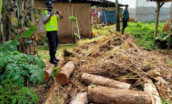 Gerebek Rumah Produksi Mebel di Ngawi, Polisi Temukan Puluhan Gelondong Kayu Jati Ilegal