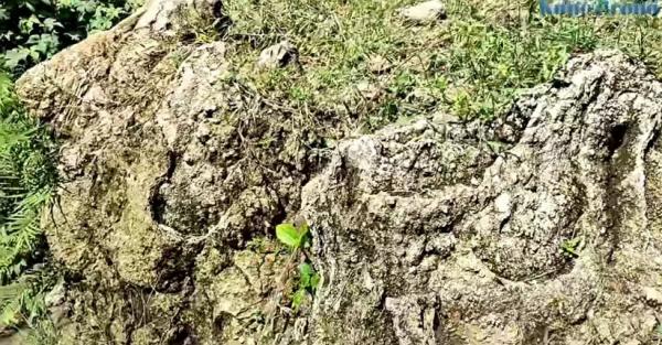 Keajaiban Alam di Ladang Jagung, Fosil Hewan Laut dan Ular Bersisik ...