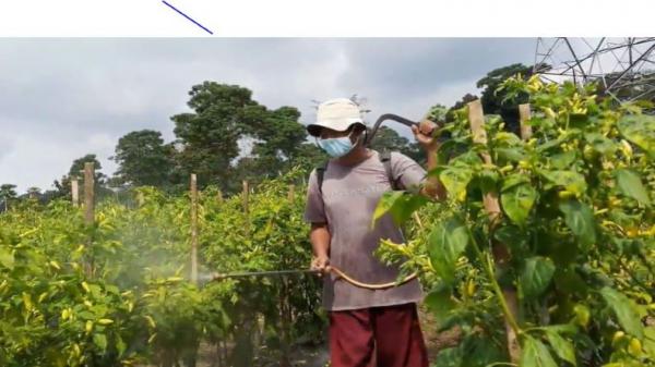 Terserang Hama, Hasil Panen Petani Cabai di Lereng Merapi Anjlok