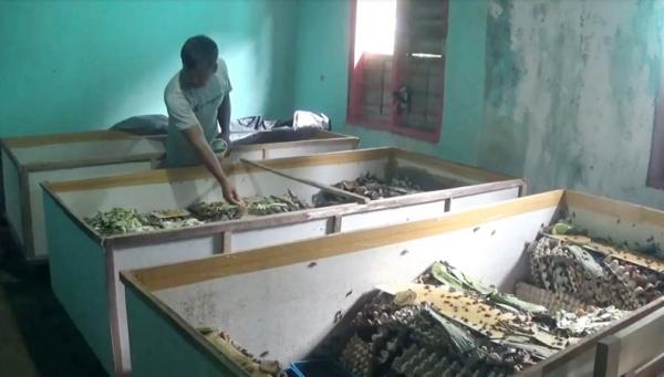 Manfaatkan Ruangan Rumah, Pemuda Ini Jual Telur Jangkrik Beromzet ... Manfaatkan Ruangan Rumah, Pemuda Ini Jual Telur Jangkrik Beromzet ...