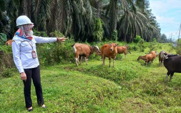 Lewat SISKA KU INTIP Pemprov Kalsel Percepat Swasembada Sapi Potong