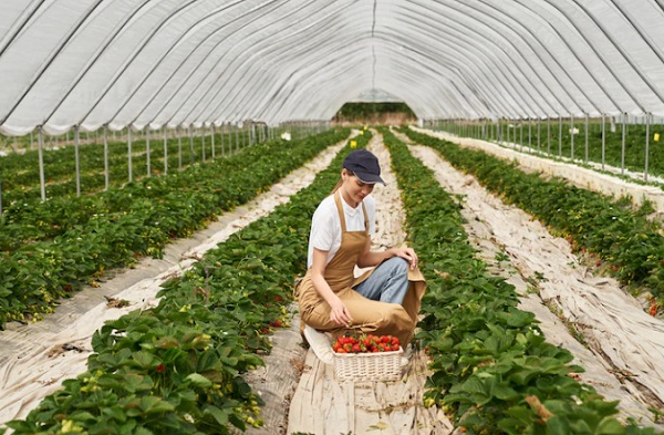8 Tumbuhan yang Berkembang Biak dengan Geragih, Apa Saja?