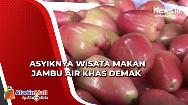 Video Asyiknya Wisata Makan Jambu Air Khas Demak