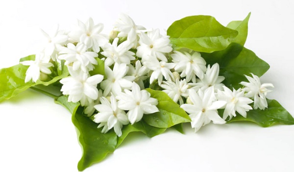 3 Bunga Nasional Indonesia Serta Maknanya Lengkap, Apa Saja?