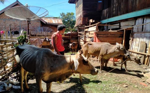 Puluhan Sapi Terjangkit PMK, Peternak di Lahat Merugi Jelang Idul Adha