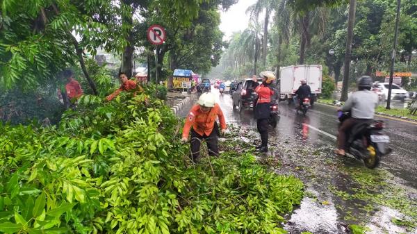 Hujan dan Angin Kencang, Pohon di Tanah Sareal Bogor Tumbang