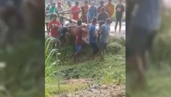 Viral Sapi Mati Dikubur Warga di Pekarangan Desa Zona Merah PMK