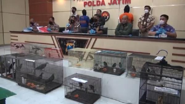 Polisi Tangkap 2 Orang Kasus Perdagangan Satwa Dilindungi