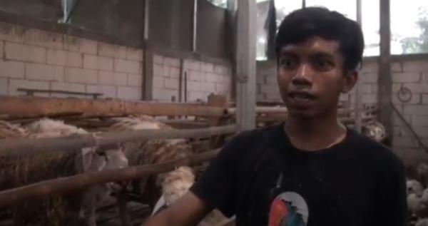 Awalnya Iseng Jadi Peternak Domba, Lulusan SMA Ini Hasilkan Rp100 Juta ...