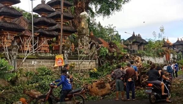 Pohon Besar Berusia Ratusan Tahun di Bali Tumbang saat Hujan Deras