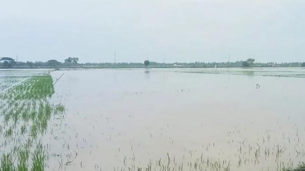 Diguyur Hujan, Puluhan Hektare Sawah dan Fasilitas Umum di OKU Rusak ...