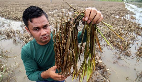 Nasib Petani Aceh Utara, Ratusan Hektare Padi Gagal Panen Imbas Banjir