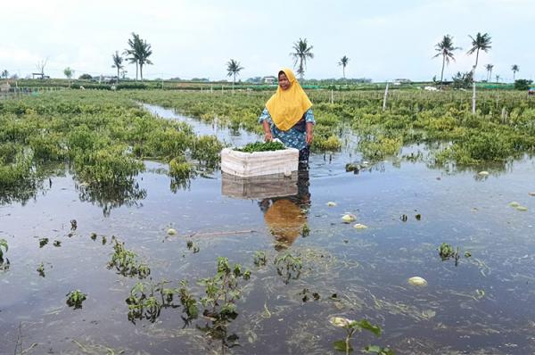 Puluhan Hektare Lahan Cabai dan Semangka di Kulonprogo Terendam, Petani Rugi Puluhan Juta