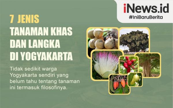 Infografis 7 Jenis Tanaman Khas dan Langka di Yogyakarta Infografis 7 Jenis Tanaman Khas dan Langka di Yogyakarta