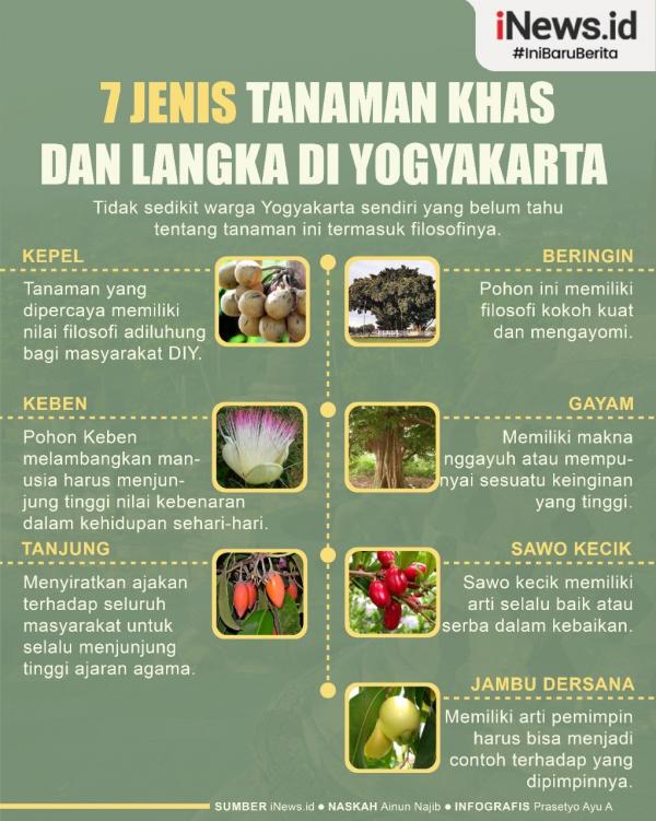 Infografis 7 Jenis Tanaman Khas dan Langka di Yogyakarta Infografis 7 Jenis Tanaman Khas dan Langka di Yogyakarta