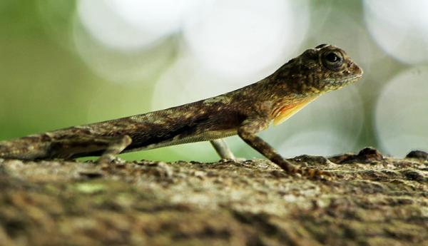 Penampakan Cicak Terbang, Satwa Asli Taman Nasional Babul Maros