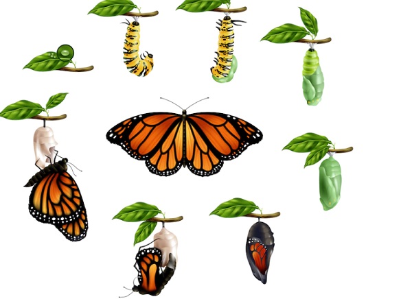 Perbedaan Metamorfosis Sempurna dan Tidak Sempurna, Ini Penjelasan dan ...