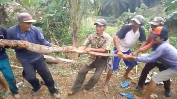 Ular Piton 4 Meter Ditangkap Warga Pringsewu saat Gotong Royong Ular Piton 4 Meter Ditangkap Warga Pringsewu saat Gotong Royong