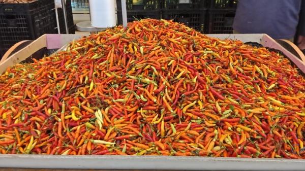 Pasokan Kurang, Harga Cabai di Palangka Raya Tembus Rp60.000 per Kg