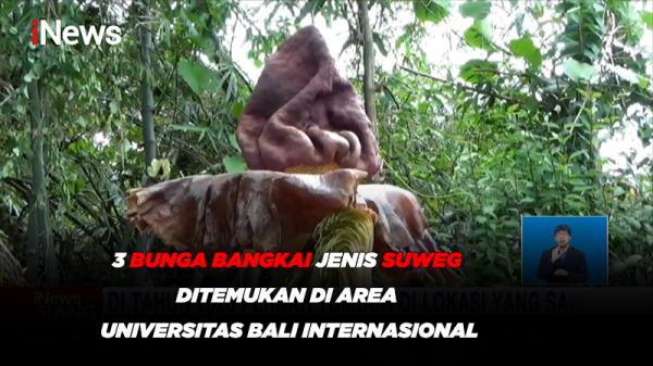 3 Bunga Bangkai Jenis Suweg Ditemukan di Area Universitas Bali ...
