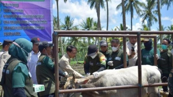 Vaksinasi PMK Ternak Sapi di Gorontalo, Targetkan 12.500 Ekor hingga ...