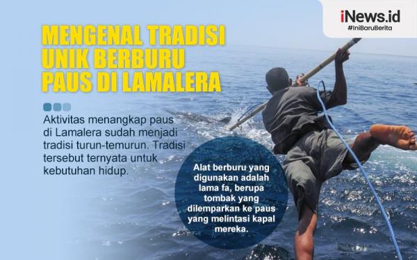 Infografis Tradisi Berburu Paus di Lamalera, Hanya Pakai Tombak