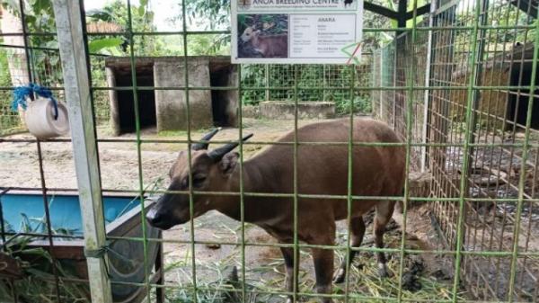 Balai Gakkum Proses 3 Pelaku Kasus Eksploitasi Satwa Liar Dilindungi