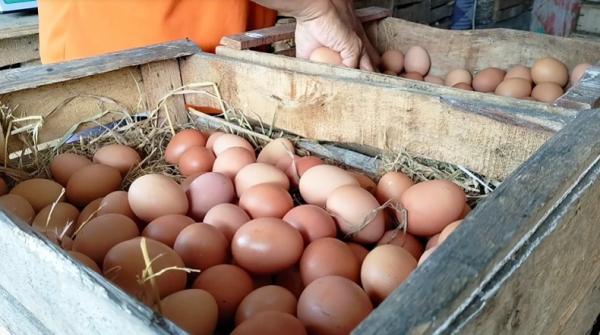 Jelang Nataru, Harga Telur Ayam di Jombang Naik hingga Rp28.000 Per Kg