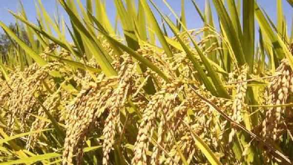 7 Contoh Rekayasa Genetika pada Tumbuhan, Ada Biji Kapas yang Bisa Dimakan