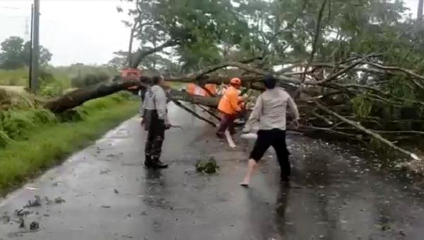Hujan Disertai Angin Kencang Tumbangkan Pepohonan di Bangkalan, Lalu Lintas Macet