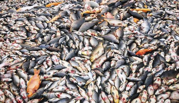 Kereta Api Tergelincir dan Cemari Sungai, 3.500 Ikan Mati