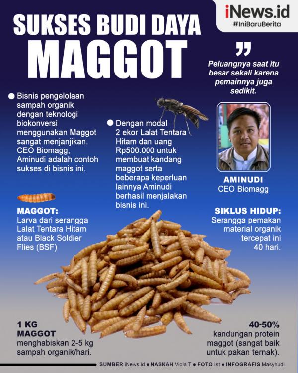 Infografis Sukses Budi Daya Maggot