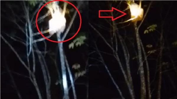 Viral Gadis Berhijab Panjat Pohon Malam Hari di Hutan Kalimantan ...