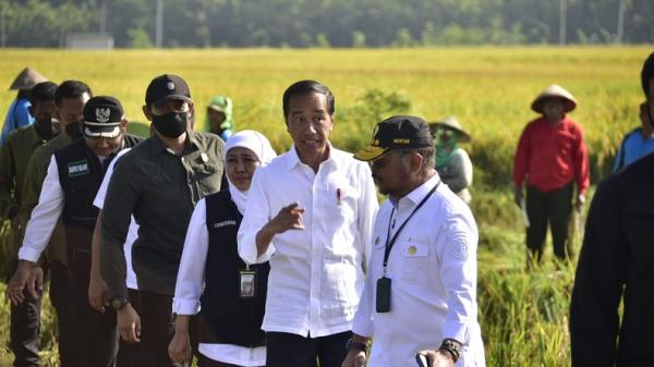 Panen Raya di Ngawi, Presiden Jokowi Minta Petani Percepat Tanam Padi