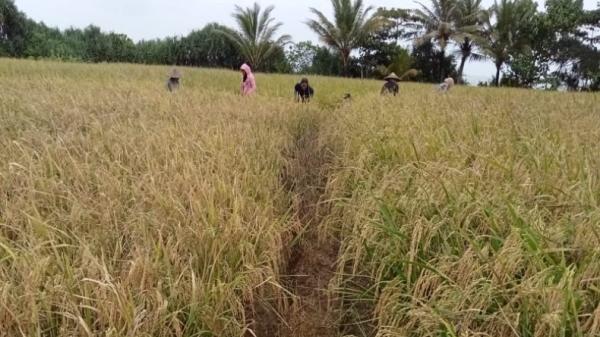 Daerah Penghasil Padi Terbesar di Indonesia, di Pulau Jawa hingga Kalimantan