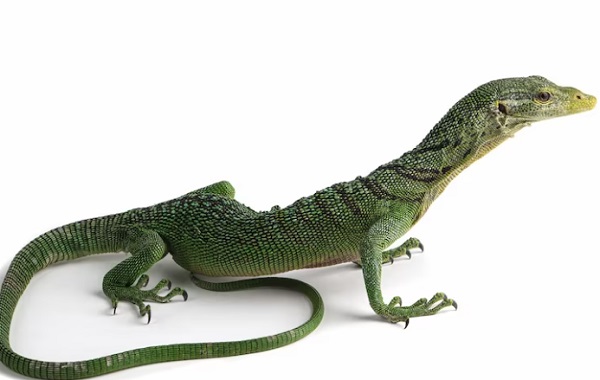 Kadal Berkembang Biak dengan Cara Apa? Ini Jawaban beserta Penjelasannya