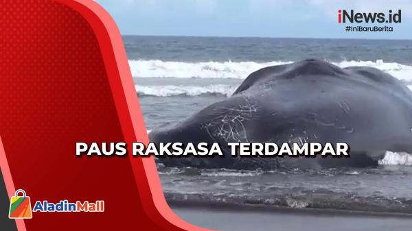 Paus Raksasa Sepanjang 17 Meter Terdampar di Pantai Yeh Leh Jembrana