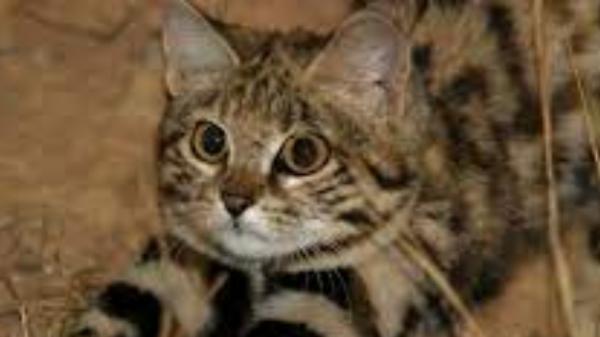 Gyra, Kucing Imut Paling Mematikan di Dunia