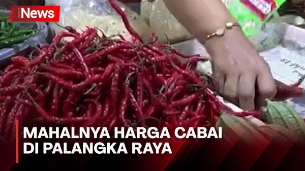 Meroket! Harga Cabai Merah Tembus Rp125 Ribu per Kilogram di Palangka Raya