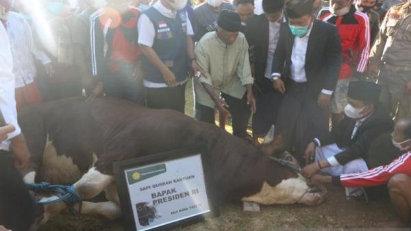 NTB Kirim Usulan 5 Ekor Sapi untuk Hewan Kurban Presiden Jokowi, Berat ...