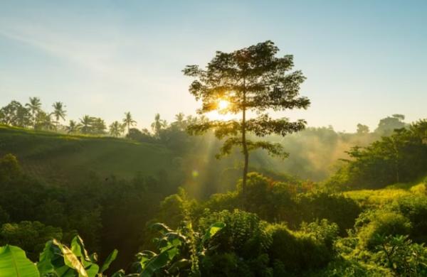 10 Langkah Jaga Kelestarian Hutan agar Tetap Asri, Jangan Asal Tebang 10 Langkah Jaga Kelestarian Hutan agar Tetap Asri, Jangan Asal Tebang