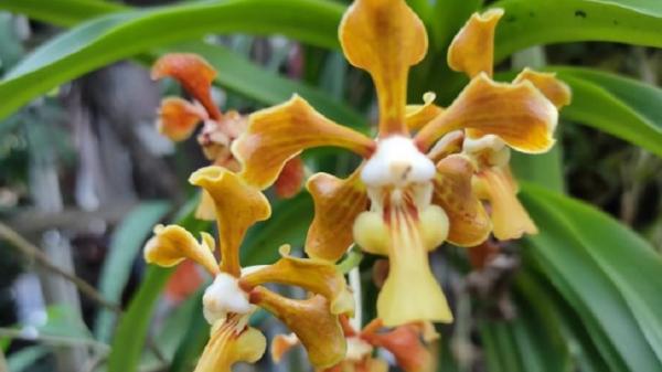 Desa Tumingki Kalsel Dikenal Miliki Tanaman Anggrek Melimpah di Hutan