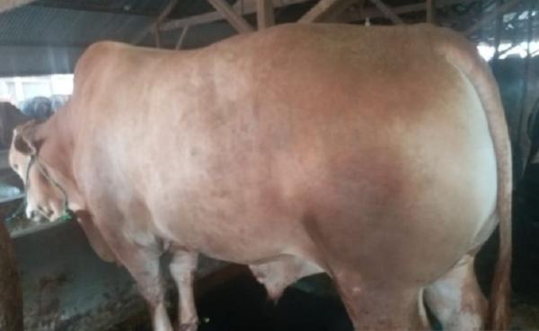 Cerita Pedagang Sapi di Babel Langganan Presiden Jokowi, Tiap Tahun ...