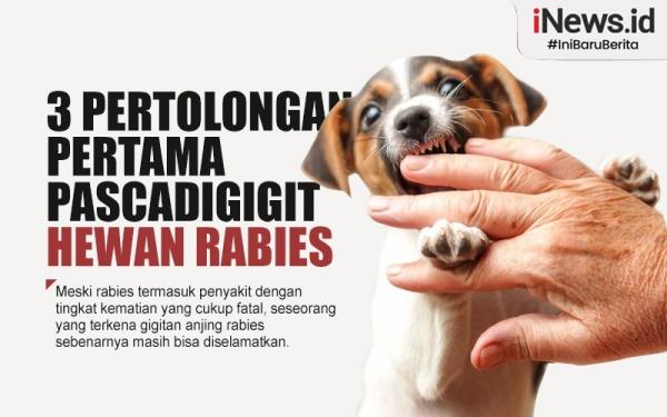 Infografis 3 Pertolongan Pertama Pascadigigit Hewan Rabies