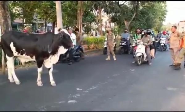 Heboh, Sapi di Surabaya Lepas ke Jalan Raya hingga Bikin Lalu Lintas Macet Heboh, Sapi di Surabaya Lepas ke Jalan Raya hingga Bikin Lalu Lintas Macet