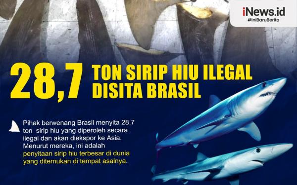 Infografis 28,7 Ton Sirip Hiu Ilegal Disita Otoritas Brasil