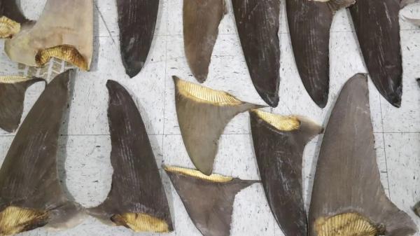 Brasil Sita 28,7 Ton Sirip Hiu Ilegal, Diklaim Jadi yang Terbesar di Dunia