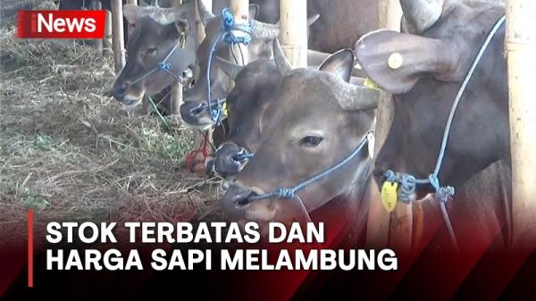 Seminggu Jelang Hari Raya Kurban, Penjualan Sapi Menurun di Jakarta Timur