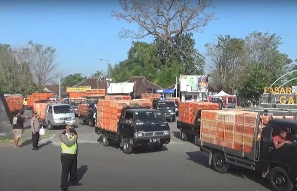 Protes Harga Daging Ayam Mahal, Puluhan Penyuplai di Bantul Konvoi ...